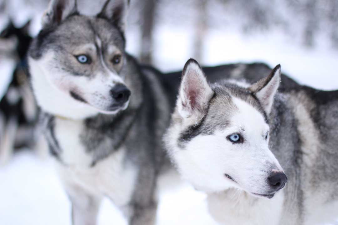 Visit to Husky Farm and 10 km ride - Ruka Adventures