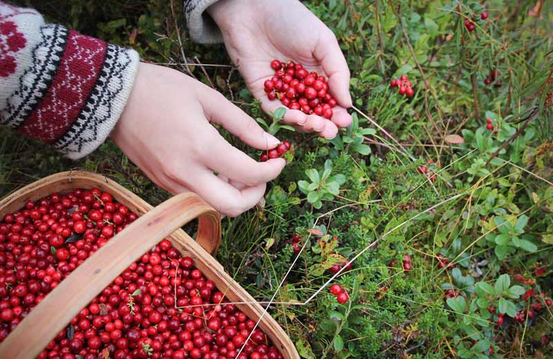 Berry Picking - Ruka Adventures